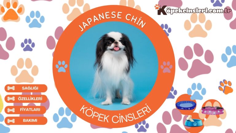 Japanese Chin Özellikleri, Bakımı ve Fiyatları