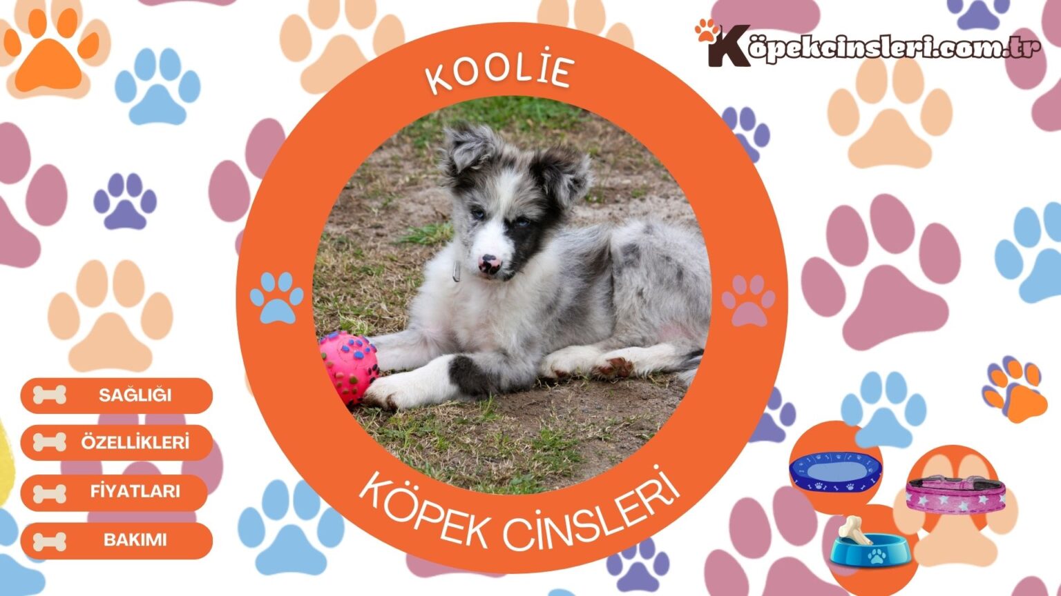 Koolie Özellikleri Bakımı Ve Fiyatları