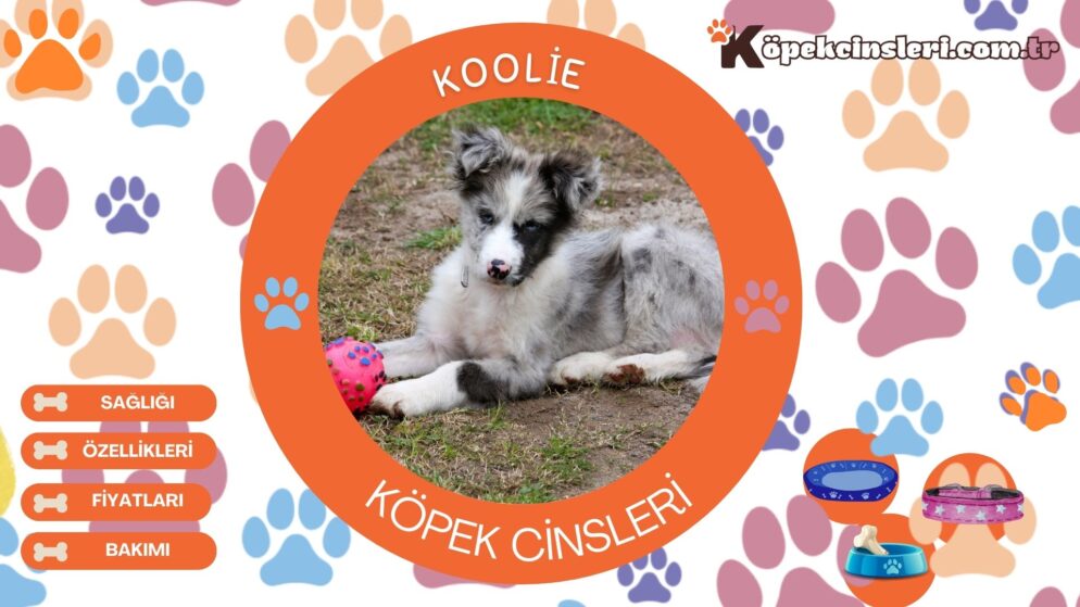 Koolie Özellikleri, Bakımı ve Fiyatları