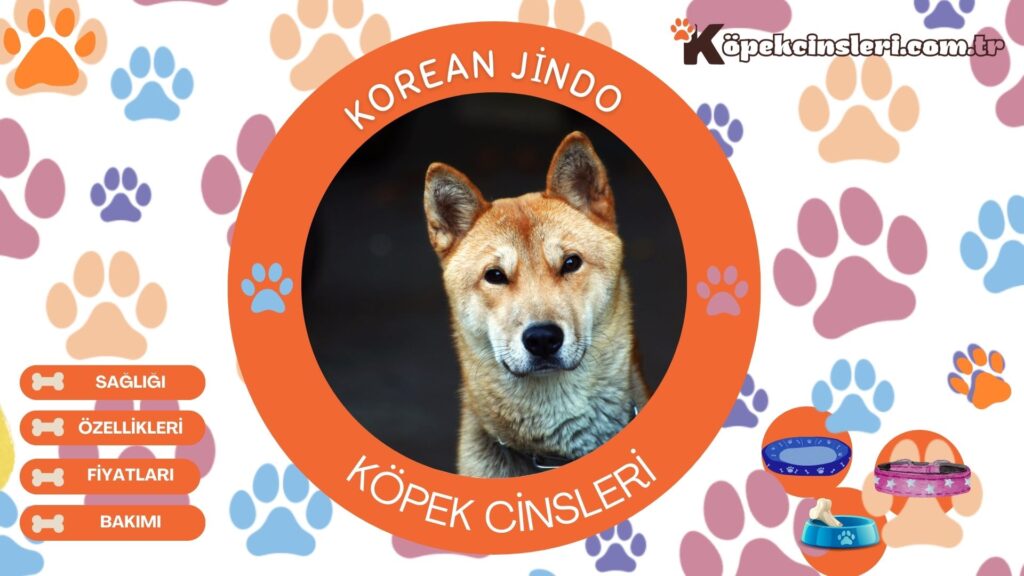 Korean Jindo Özellikleri, Bakımı ve Fiyatları