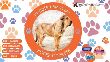 Kurdish Mastiff Özellikleri, Bakımı ve Fiyatları