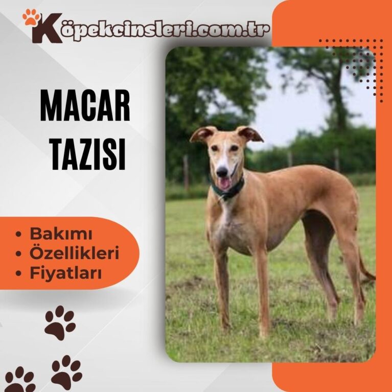 Macar Tazısı Özellikleri, Bakımı ve Fiyatları