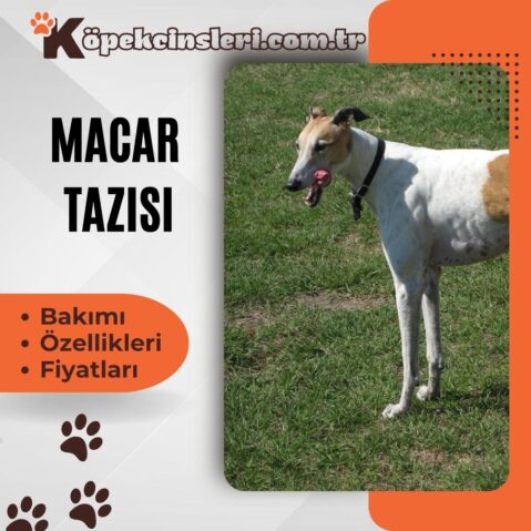Macar Tazısı Özellikleri, Bakımı ve Fiyatları