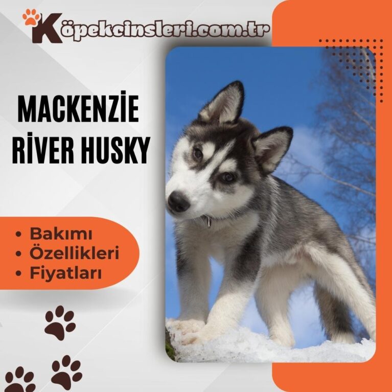Mackenzie River Husky Özellikleri, Bakımı ve Fiyatları