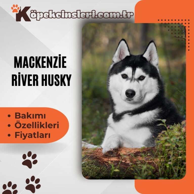 Mackenzie River Husky Özellikleri, Bakımı ve Fiyatları