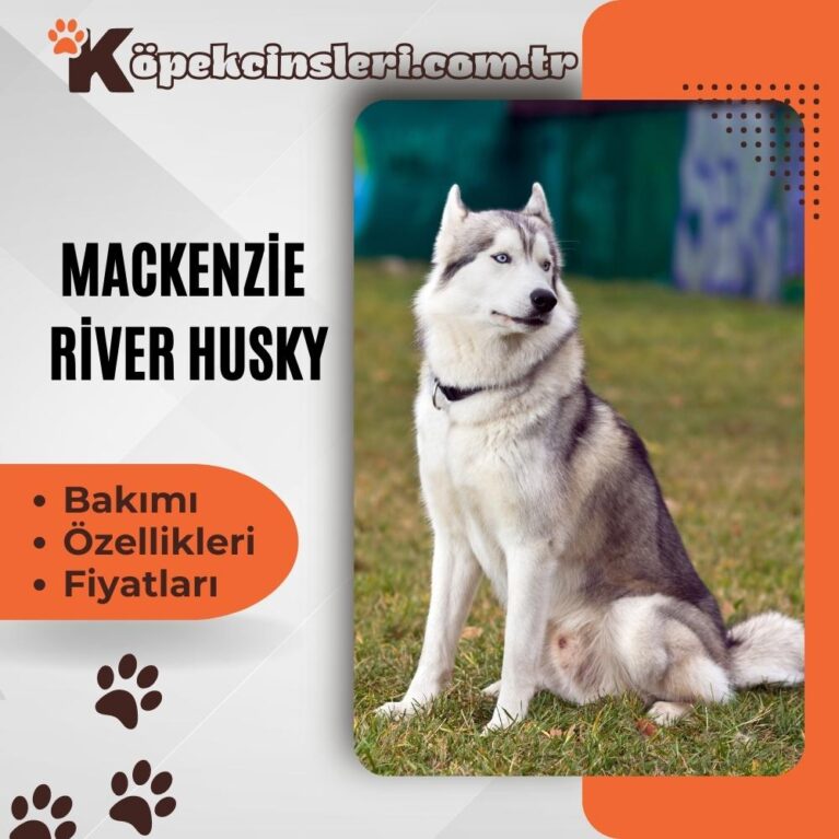 Mackenzie River Husky Özellikleri, Bakımı ve Fiyatları