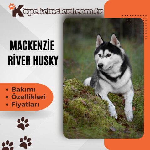 Mackenzie River Husky Özellikleri, Bakımı ve Fiyatları
