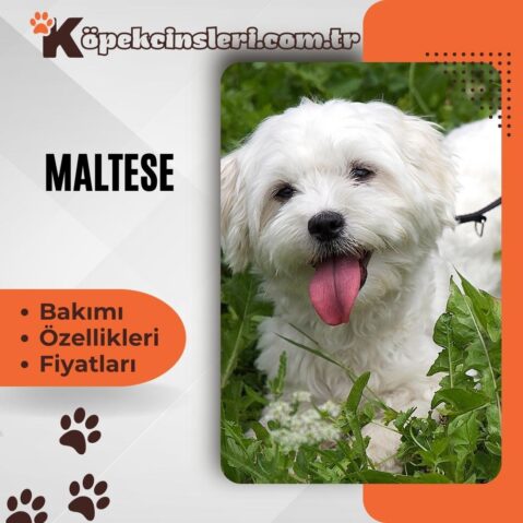 Maltese Özellikleri, Bakımı ve Fiyatları