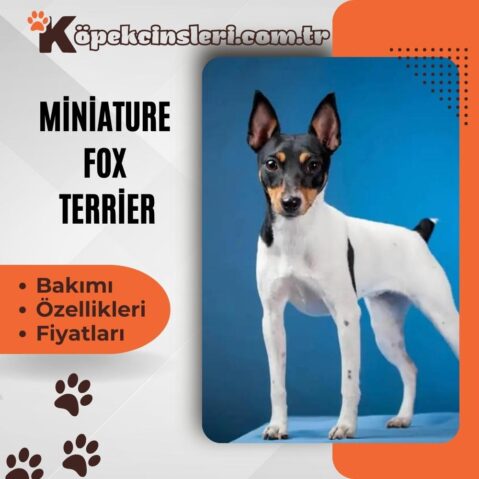 Miniature Fox Terrier Özellikleri, Bakımı ve Fiyatları