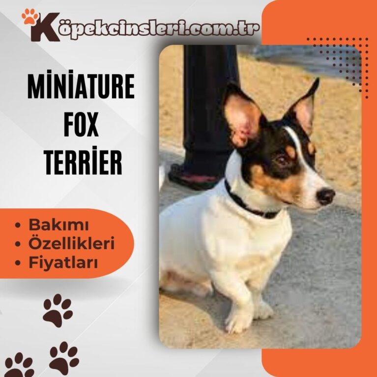 Miniature Fox Terrier Özellikleri, Bakımı ve Fiyatları