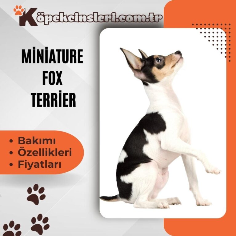 Miniature Fox Terrier Özellikleri, Bakımı ve Fiyatları