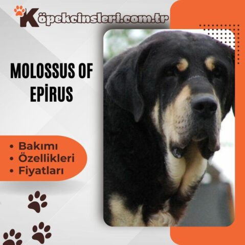 Molossus Of Epirus Özellikleri, Bakımı ve Fiyatları