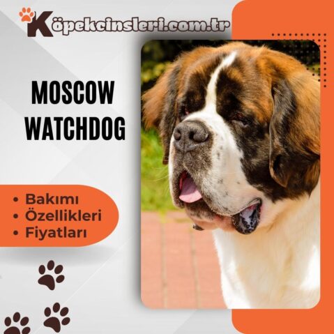 Moscow Watchdog Özellikleri, Bakımı ve Fiyatları