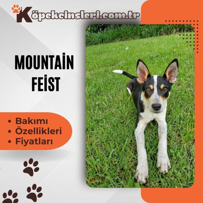 Mountain Feist Özellikleri, Bakımı ve Fiyatları