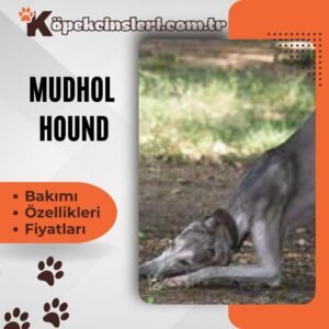 Mudhol Hound Özellikleri, Bakımı ve Fiyatları