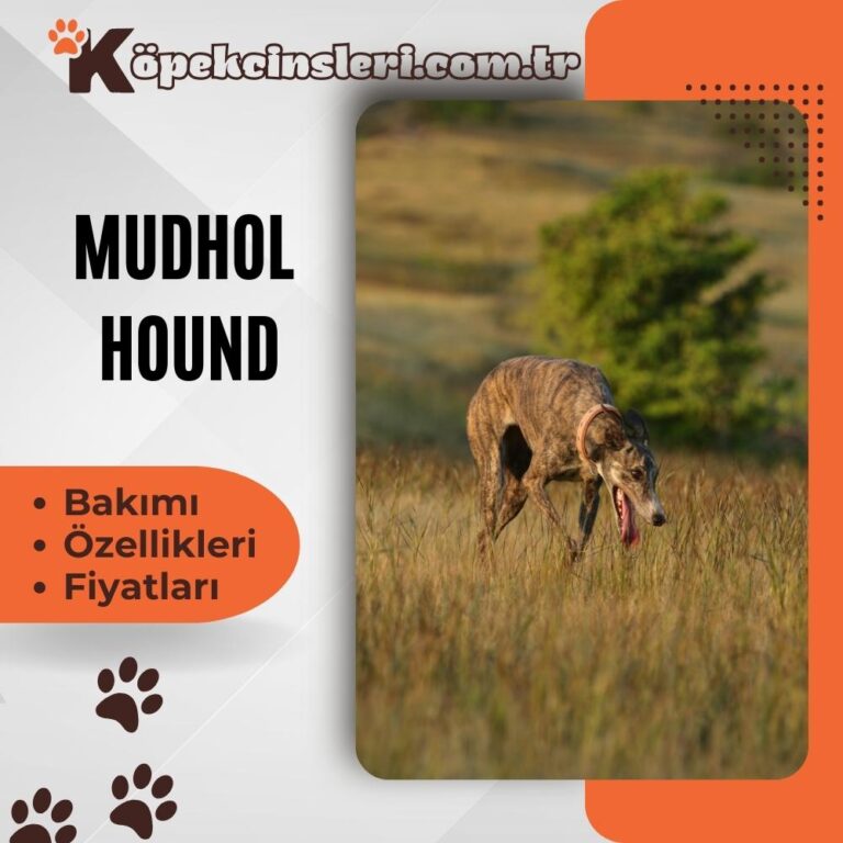 Mudhol Hound Özellikleri, Bakımı ve Fiyatları