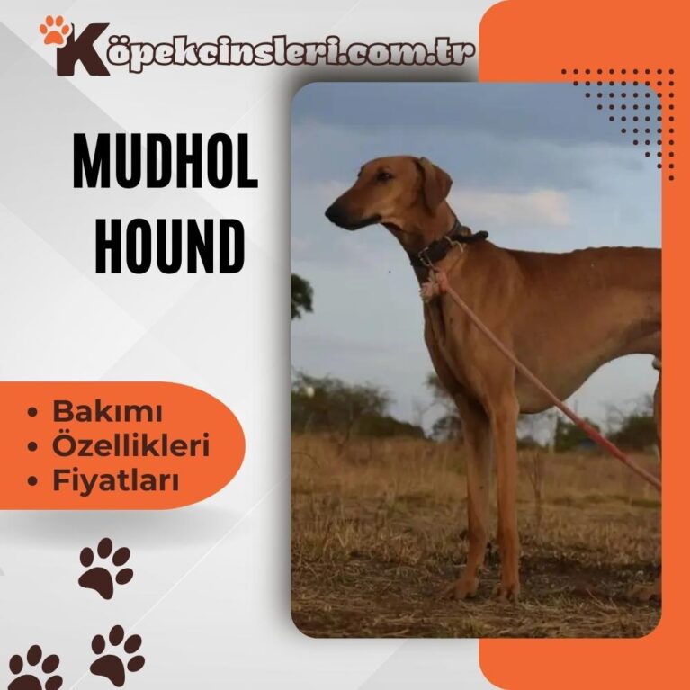 Mudhol Hound Özellikleri, Bakımı ve Fiyatları