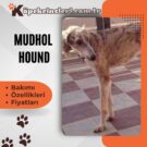 Mudhol Hound Özellikleri, Bakımı ve Fiyatları