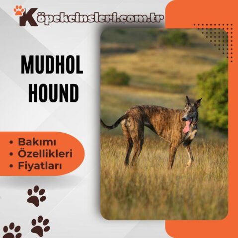 Mudhol Hound Özellikleri, Bakımı ve Fiyatları