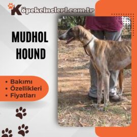 Mudhol Hound Özellikleri, Bakımı ve Fiyatları
