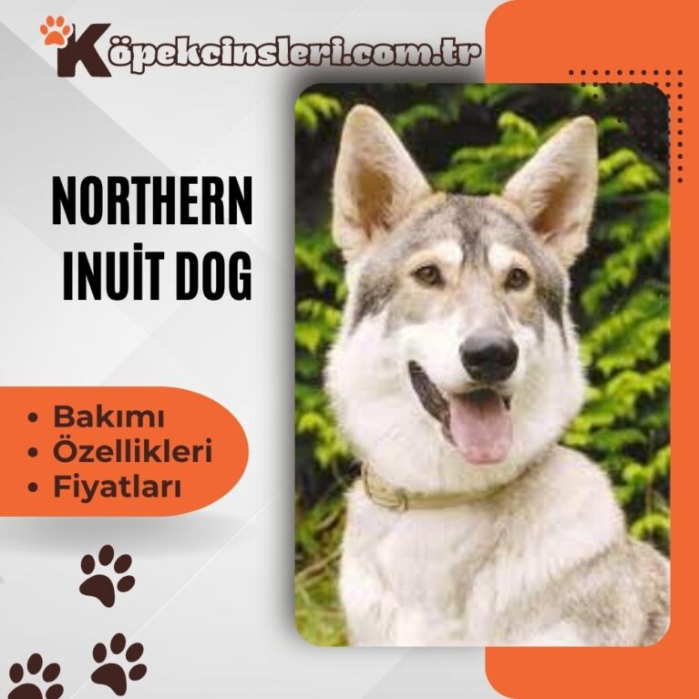 Northern Inuit Dog Özellikleri, Bakımı ve Fiyatları