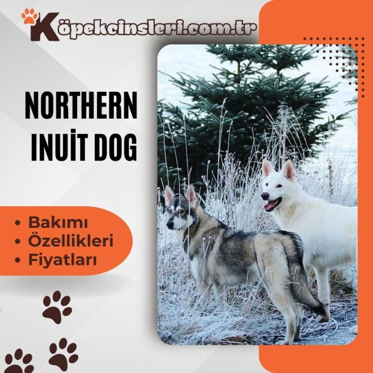 Northern Inuit Dog Özellikleri, Bakımı ve Fiyatları