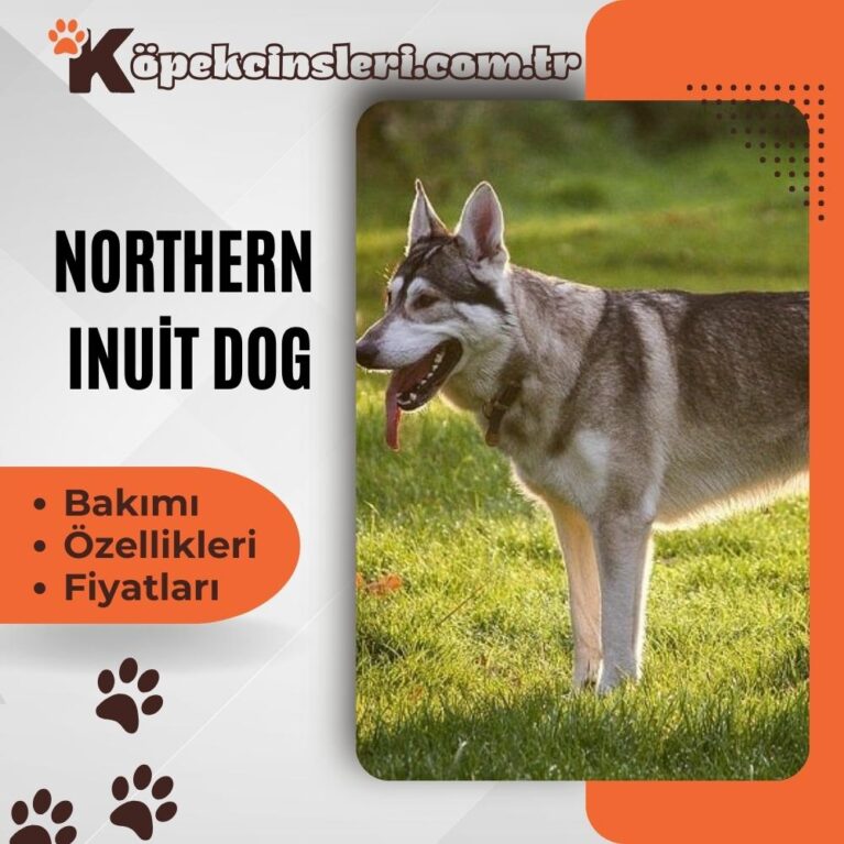 Northern Inuit Dog Özellikleri, Bakımı ve Fiyatları