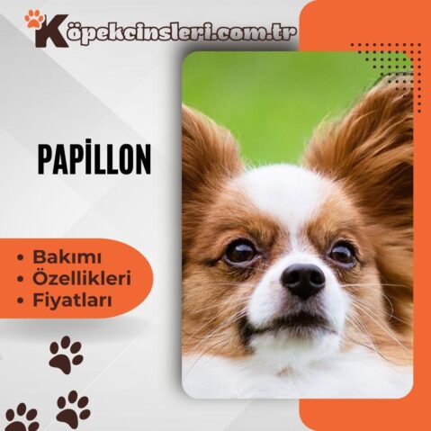 Papillon Özellikleri, Bakımı ve Fiyatları