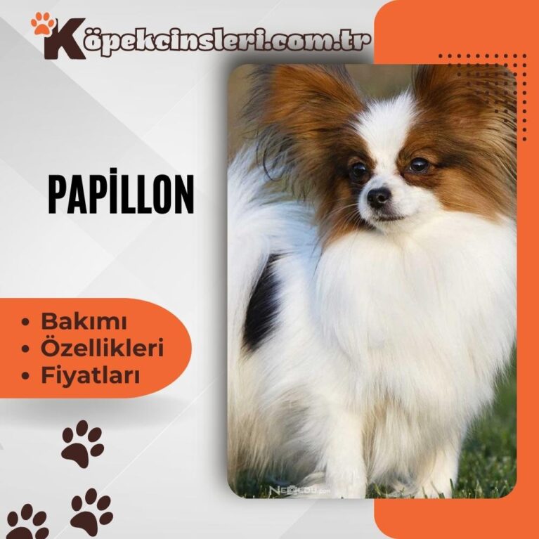 Papillon Özellikleri, Bakımı ve Fiyatları