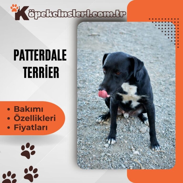 Patterdale Terrier Özellikleri, Bakımı ve Fiyatları