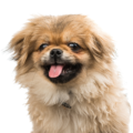 Köpek Cinsleri | Köpek Irkları Tam Liste | Köpek Fiyatları Güncel