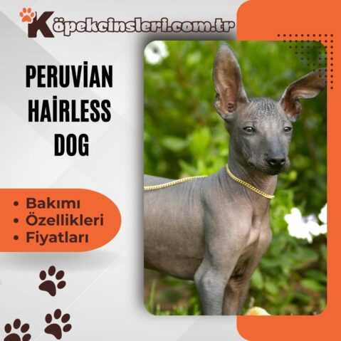 Peruvian Hairless Dog Özellikleri, Bakımı ve Fiyatları