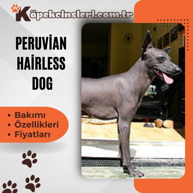 Peruvian Hairless Dog Özellikleri, Bakımı ve Fiyatları