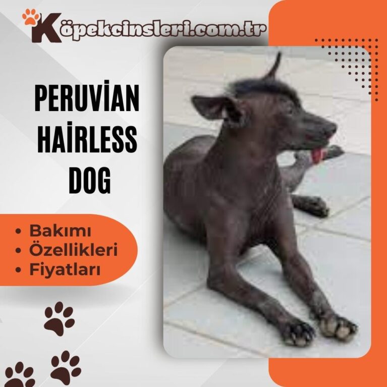 Peruvian Hairless Dog Özellikleri, Bakımı ve Fiyatları