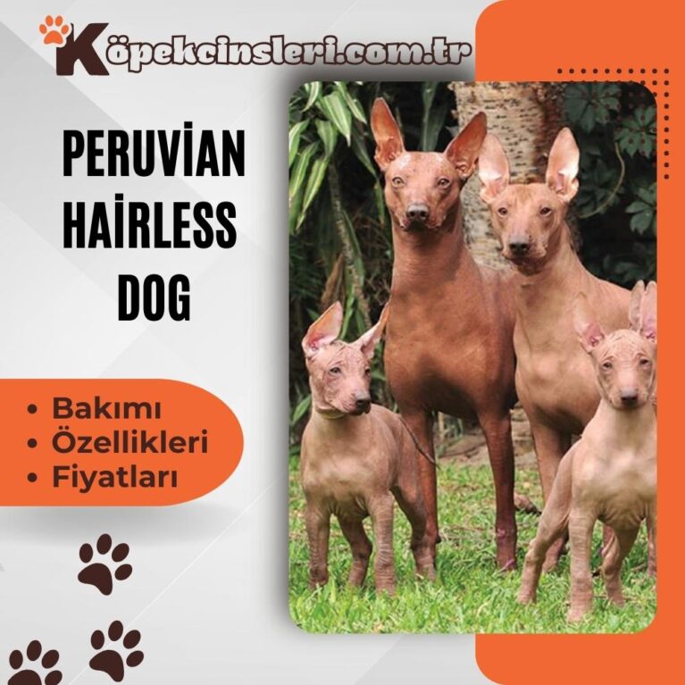 Peruvian Hairless Dog Özellikleri, Bakımı ve Fiyatları