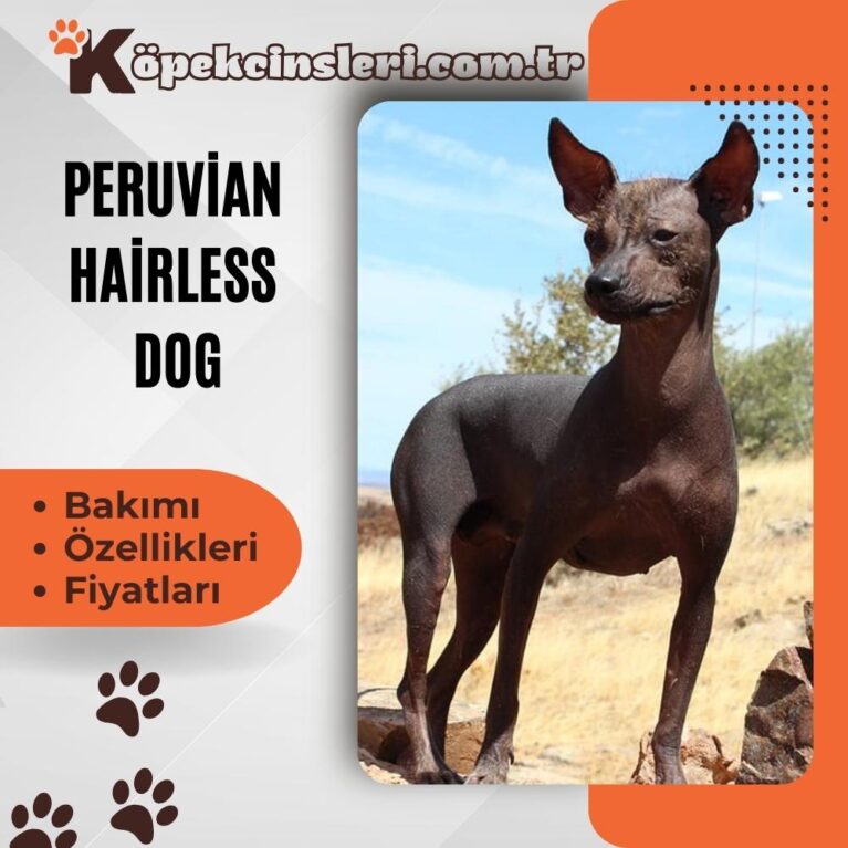 Peruvian Hairless Dog Özellikleri, Bakımı ve Fiyatları
