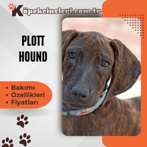 Plott Hound Özellikleri, Bakımı ve Fiyatları