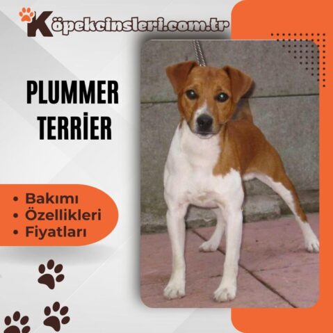 Plummer Terrier Özellikleri, Bakımı ve Fiyatları