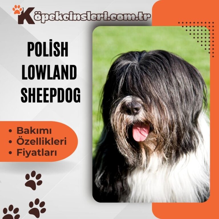 Polish Lowland Sheepdog Özellikleri, Bakımı ve Fiyatları
