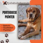 Portuguese Pointer Özellikleri, Bakımı ve Fiyatları