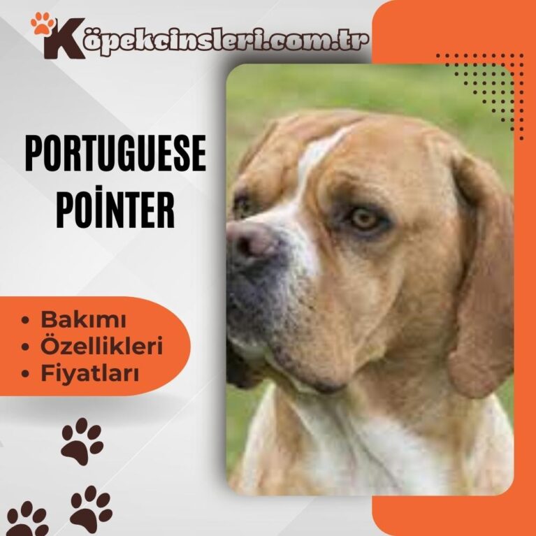 Portuguese Pointer Özellikleri, Bakımı ve Fiyatları