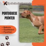 Portuguese Pointer Özellikleri, Bakımı ve Fiyatları