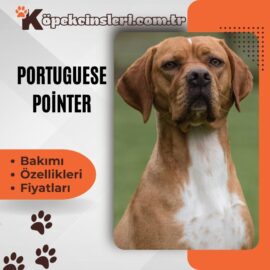 Portuguese Pointer Özellikleri, Bakımı ve Fiyatları
