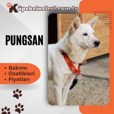 Pungsan Özellikleri, Bakımı ve Fiyatları