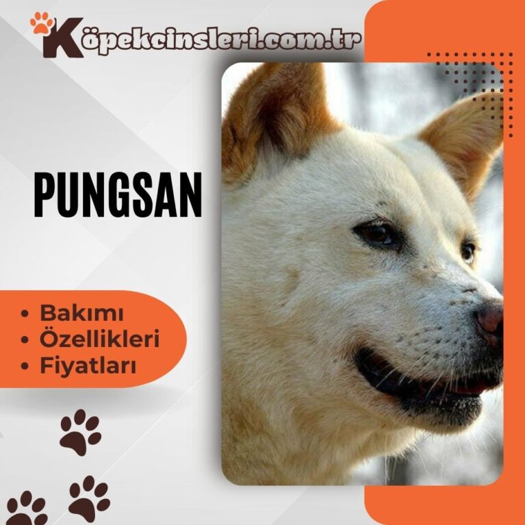 Pungsan Özellikleri, Bakımı ve Fiyatları