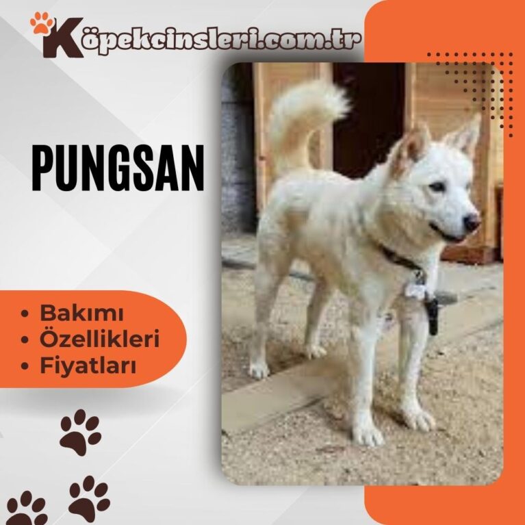 Pungsan Özellikleri, Bakımı ve Fiyatları