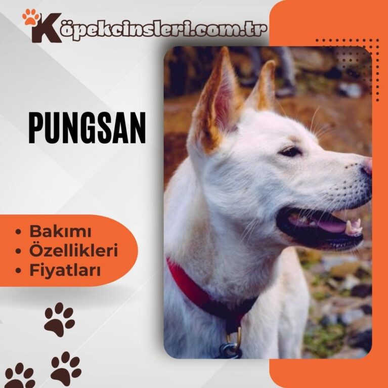 Pungsan Özellikleri, Bakımı ve Fiyatları