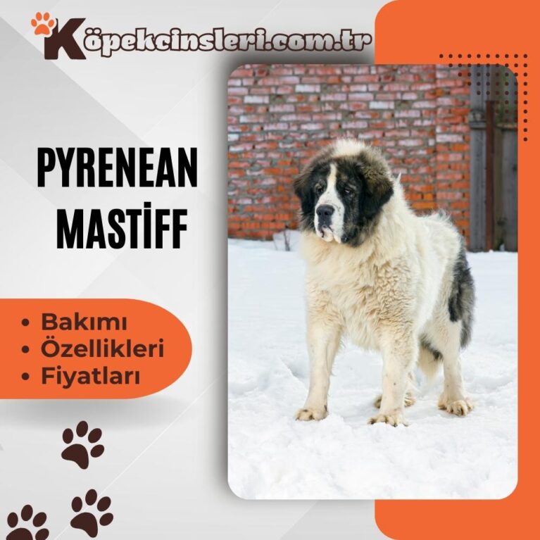 Pyrenean Mastiff Özellikleri, Bakımı ve Fiyatları