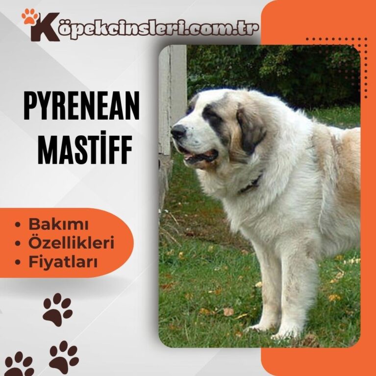 Pyrenean Mastiff Özellikleri, Bakımı ve Fiyatları