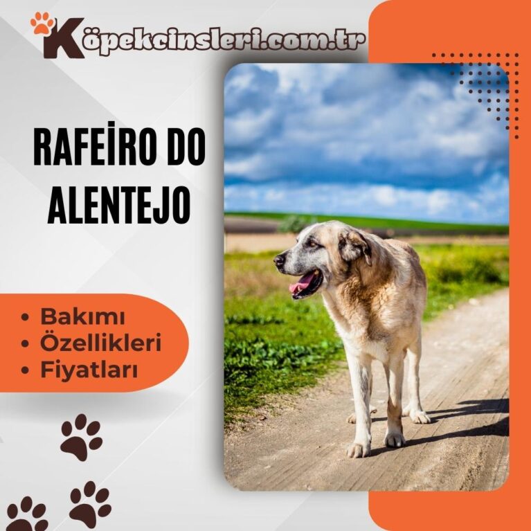 Rafeiro Do Alentejo Özellikleri, Bakımı ve Fiyatları